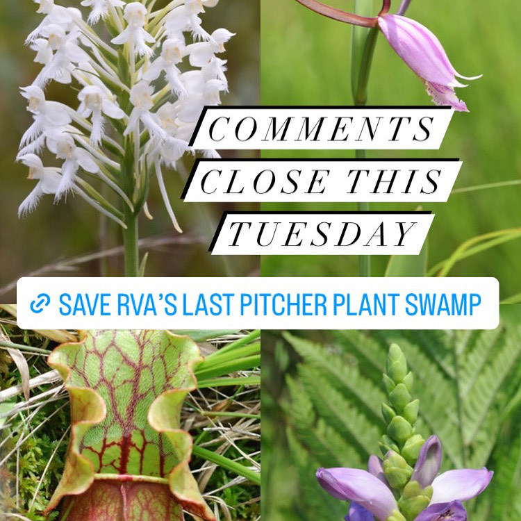 Save Richmond's Last Pitcher Plant Swamp - Virginia Native Plant Society